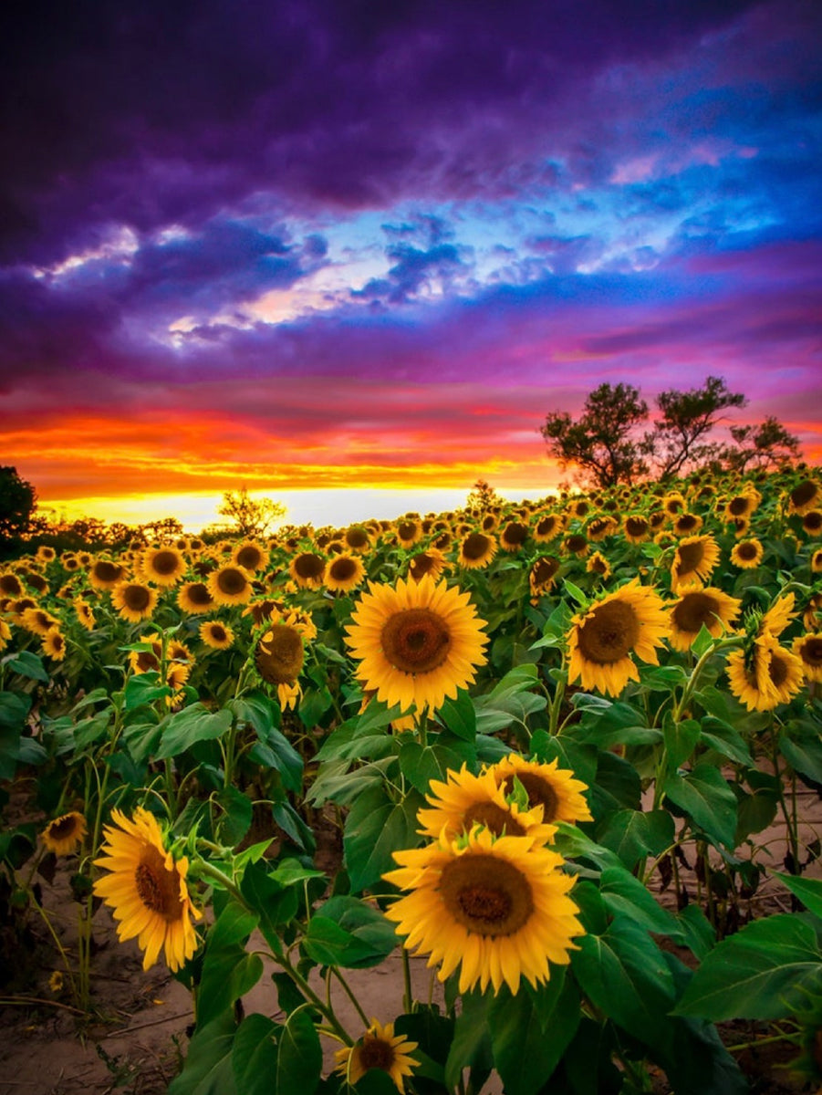 Sunflower Field at Sunset Diamond Art Kit | Art Kits – Modern Merch